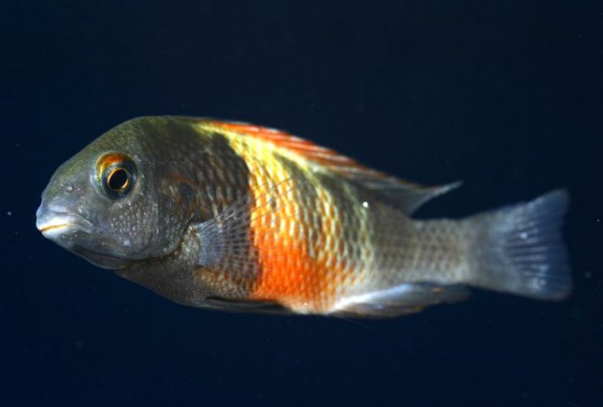Tropheus differences all in the head - Practical Fishkeeping