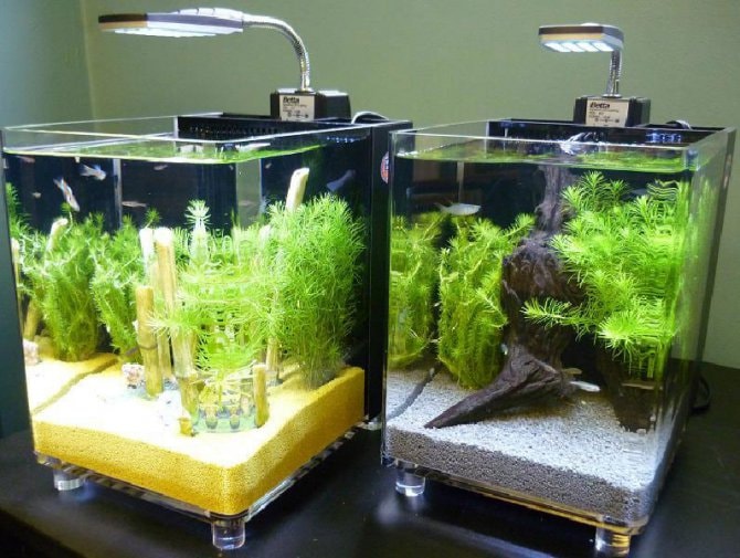 Betta Nano Cube from J&K - Practical Fishkeeping