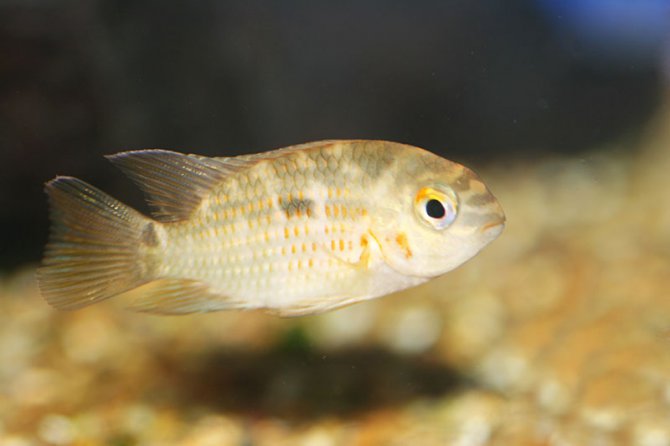 New species of Krobia cichlid described - Practical Fishkeeping