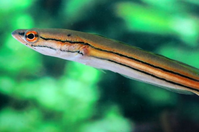 Snakehead study reveals new fish - Practical Fishkeeping