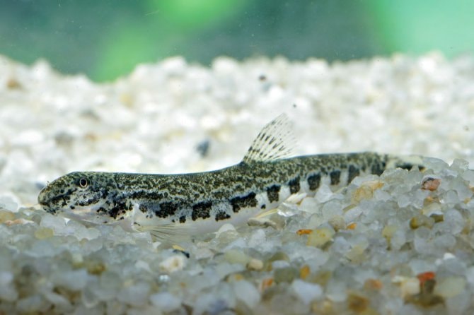 Two new species of Lepidocephalichthys loaches described - Practical ...