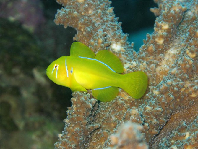 Clown gobies snack on corals - Practical Fishkeeping