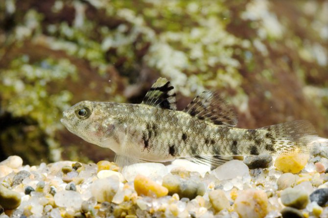 Two new species of Redigobius described - Practical Fishkeeping