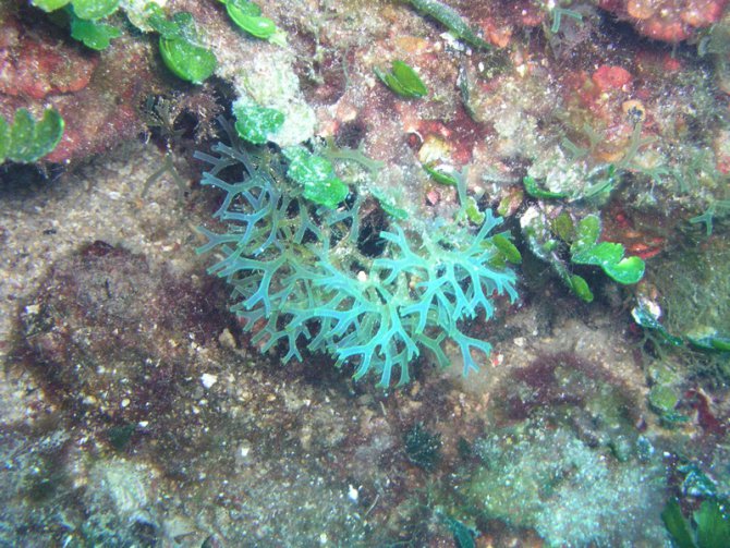 Corals are poisoned by seaweed - Practical Fishkeeping