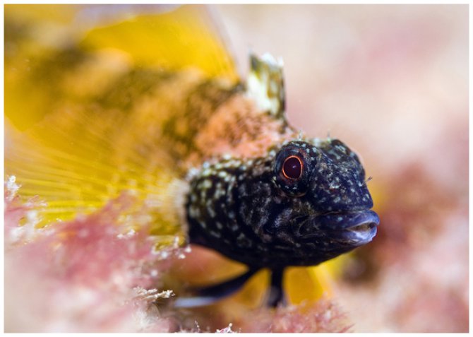 Underwater photography competition showcases British natives ...