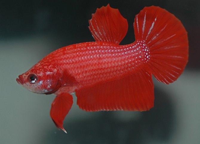 Bettas show left-and right-hand preferences - Practical Fishkeeping