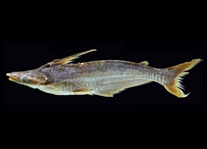 New species of bottlenose catfish described - Practical Fishkeeping