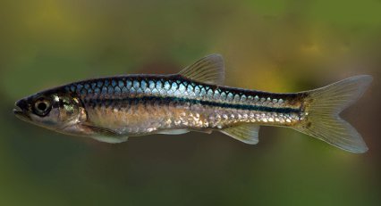Two new species of Rasbora described - Practical Fishkeeping