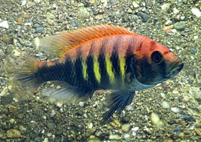 Sounds are important for fish - Practical Fishkeeping