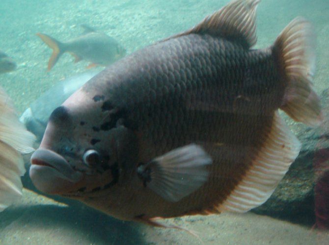 Fish swap night life for Sea Life - Practical Fishkeeping