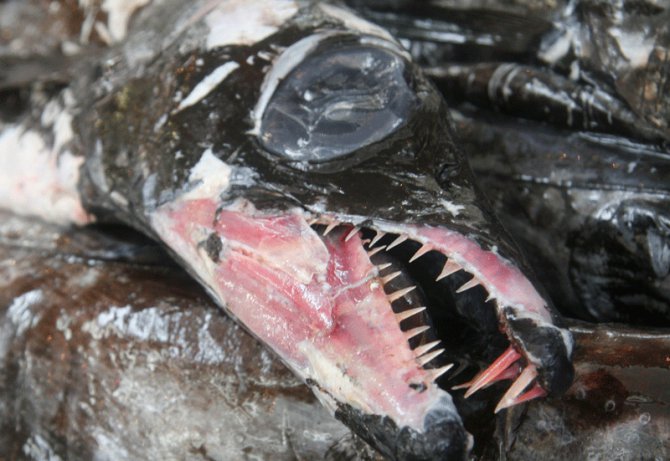 Fish chewing patterns give clue to evolution - Practical Fishkeeping