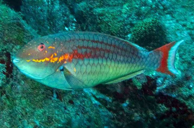 New species of parrotfish described - Practical Fishkeeping