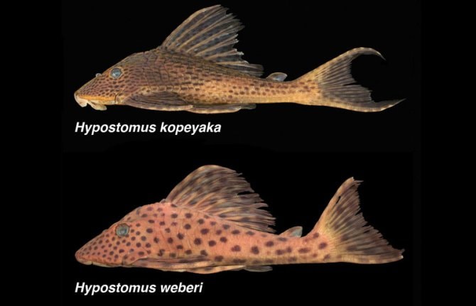 Two new species of Hypostomus plecs described - Practical Fishkeeping