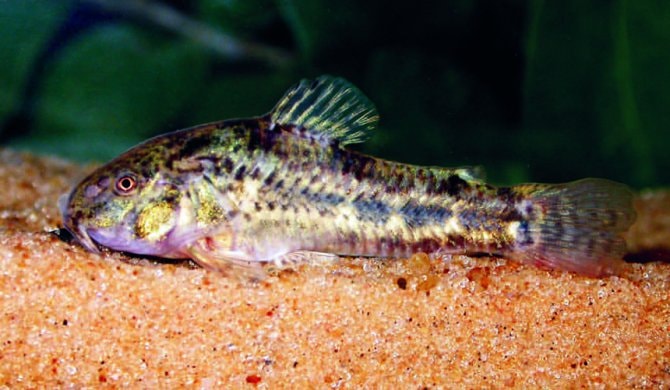 Two new species of Corydoras described - Practical Fishkeeping