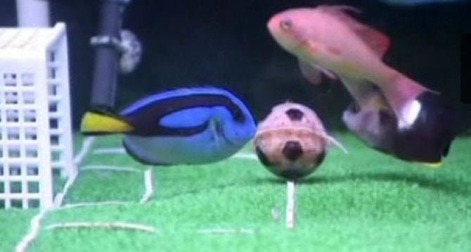Fish play in their own World Cup! - Practical Fishkeeping