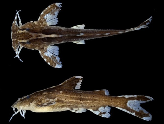 New species of sisorid catfish described - Practical Fishkeeping