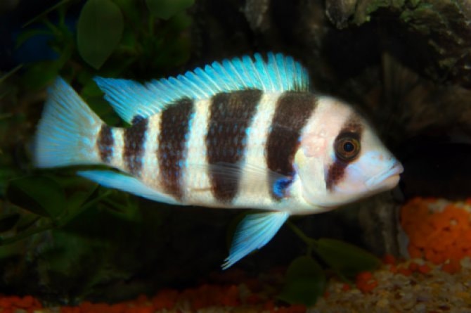 20-year census of Lake Tanganyika fish - Practical Fishkeeping