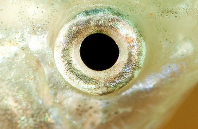 Fish eyes make the perfect home for parasites - Practical Fishkeeping
