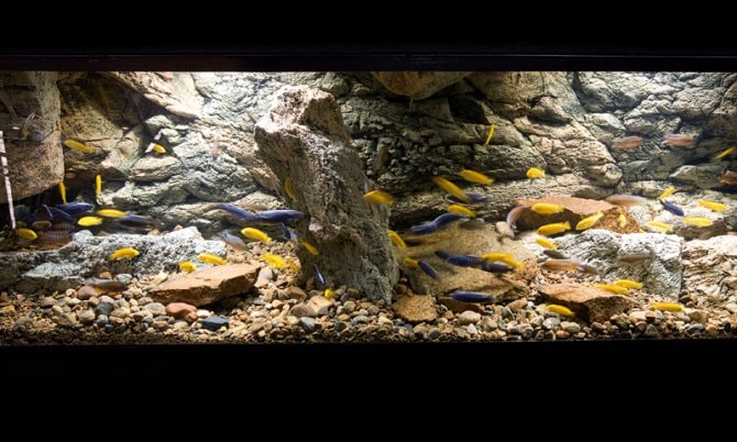 Inspirational aquariums: Rocky cichlid tank - Practical Fishkeeping