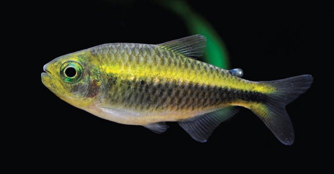 Two new species of Moenkhausia tetra described - Practical Fishkeeping