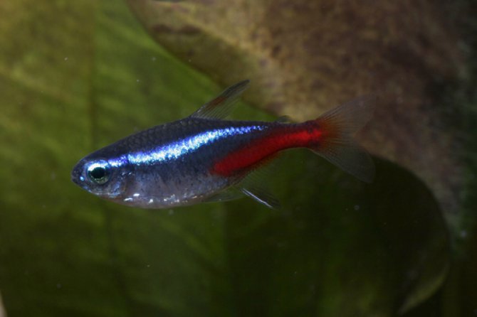 New insight into colour changing Neons - Practical Fishkeeping