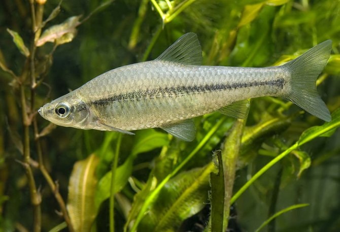 Alien fish risk increases in heavily populated areas - Practical ...