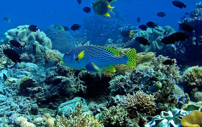 Isolated reef fish at greater risk of extinction - Practical Fishkeeping
