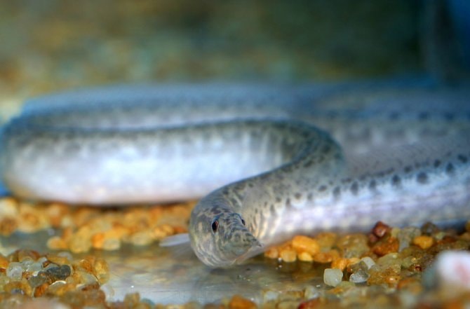 Spiny eels prove Lake Tanganyika is evolution hotspot - Practical ...