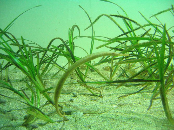 Male pipefish gives birth to hundreds of babies - Practical Fishkeeping