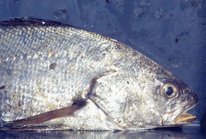 Rare catch could be largest ever UK specimen - Practical Fishkeeping