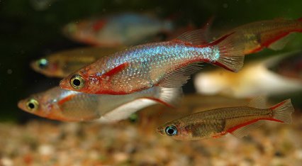 Stunning ricefish described from Indonesian island - Practical Fishkeeping
