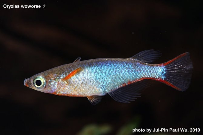 Stunning ricefish described from Indonesian island - Practical Fishkeeping
