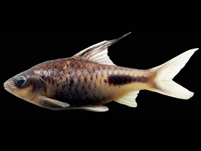 New filament barb named after ichthyologist - Practical Fishkeeping