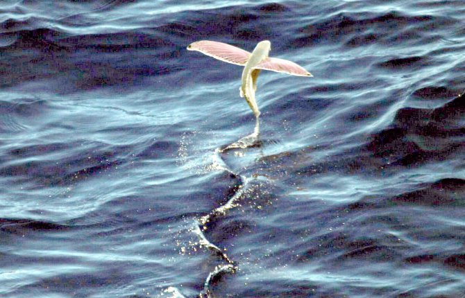 Flying fish glide as well as birds - Practical Fishkeeping