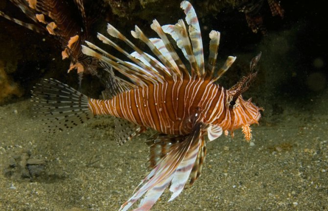 Cash prizes for catching lionfish - Practical Fishkeeping
