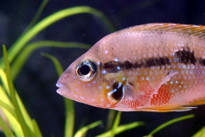 East Anglia Cichlid Group presentation and auction - Practical Fishkeeping