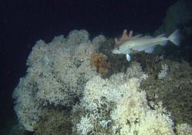 Bottom trawling has largest impact on deep sea floor - Practical ...