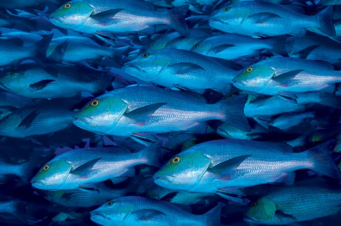 New study into fish schooling behaviour - Practical Fishkeeping