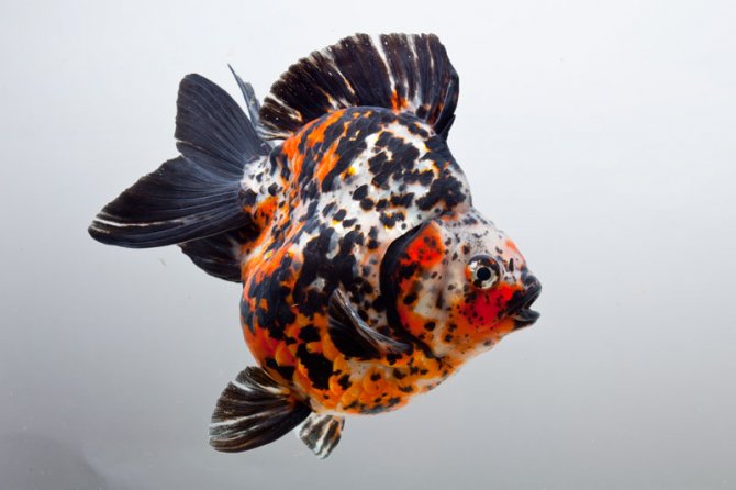 Star Fisheries hold goldfish open days - Practical Fishkeeping