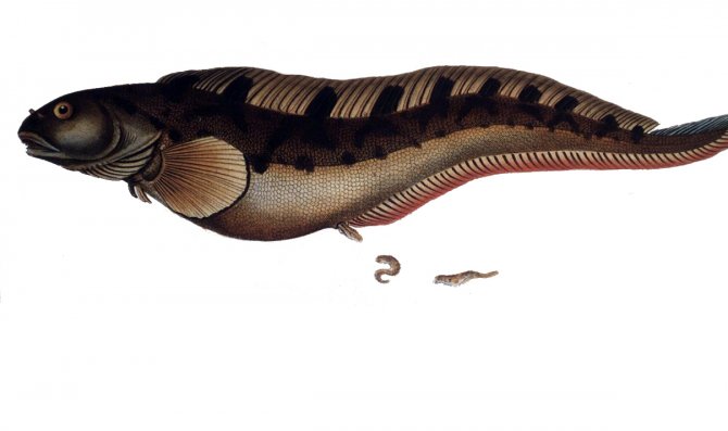 UK rockpool fish suckles young - Practical Fishkeeping