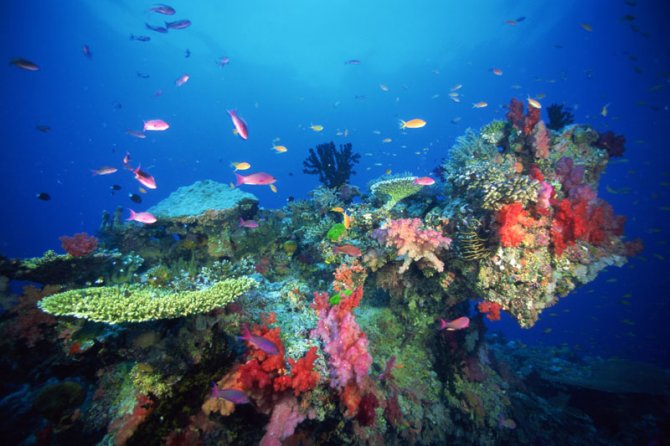 Census of Marine Life completed - Practical Fishkeeping