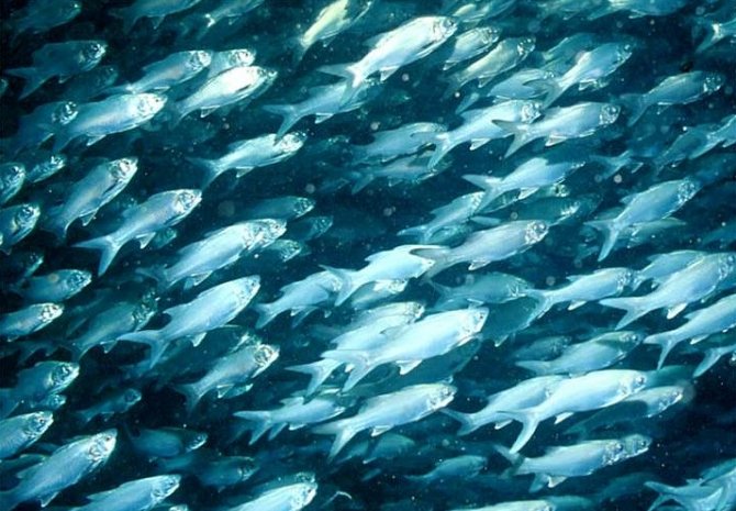 Fish stolen from public aquarium - Practical Fishkeeping