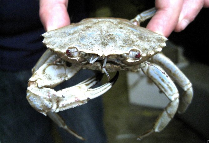 'Mutant' crustaceans at Newquay aquarium - Practical Fishkeeping