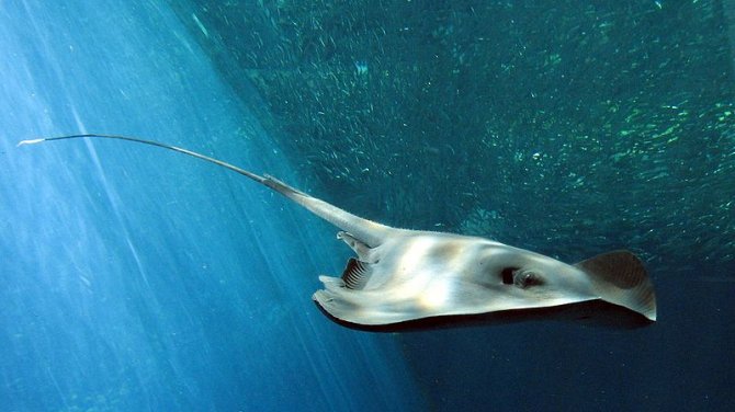 Rare stingray caught off Shetland - Practical Fishkeeping