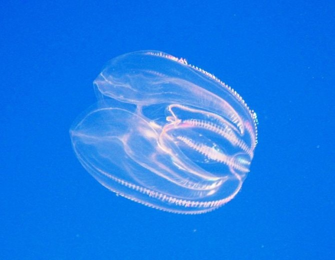 Jellyfish is invisible to prey - Practical Fishkeeping