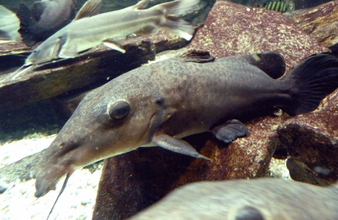 Giraffe catfish genus revised - Practical Fishkeeping