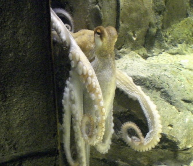 Paul the World Cup octopus dies - Practical Fishkeeping