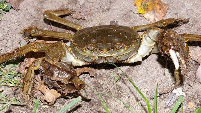 Vending machine dispenses live crabs - Practical Fishkeeping