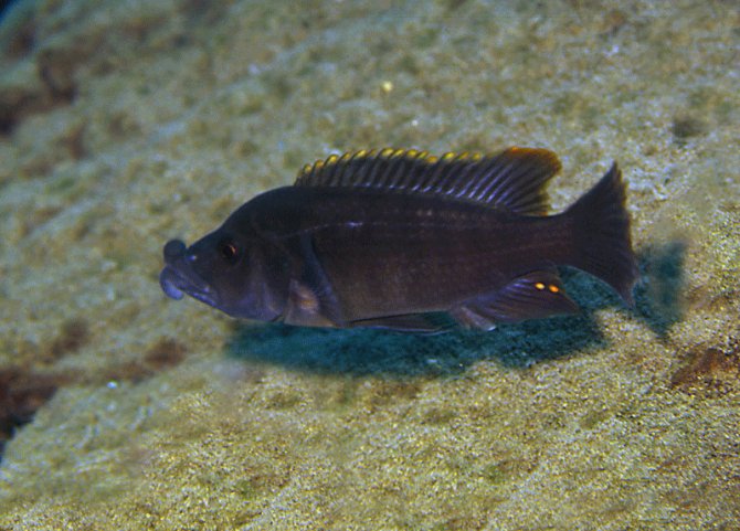 New genus created for the Lake Malawi 'labrosus' - Practical Fishkeeping