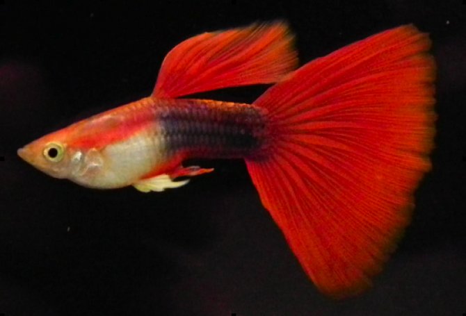 International Guppy Show at Nottingham - Practical Fishkeeping